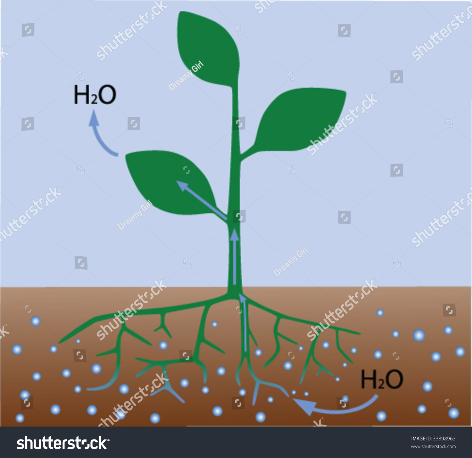 Transpiration Scheme Plants Stock Vector (Royalty Free) 33898963