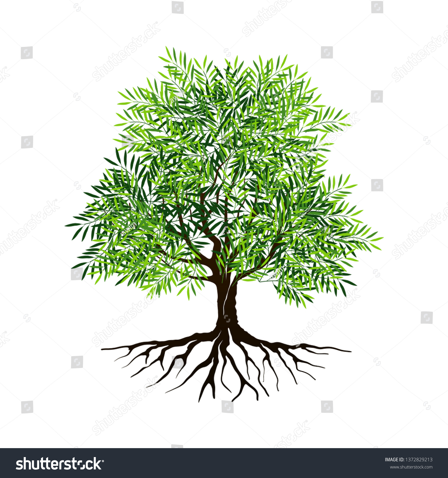 「Tree Roots Vector Olive Tree Symbol」のベクター画像素材（ロイヤリティフリー） 1372829213 ...