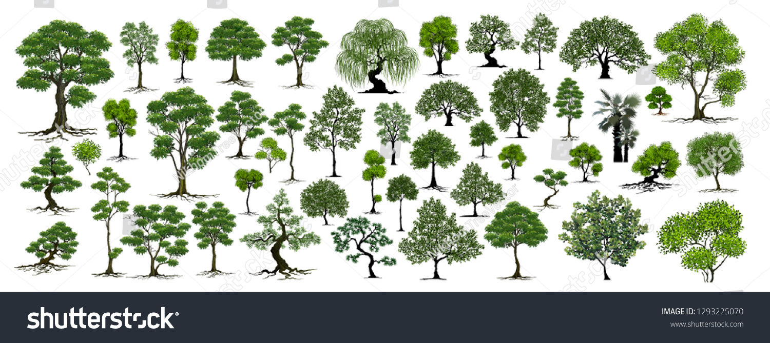 Tree Isolated On White Background Stock Vector (Royalty Free) 1293225070