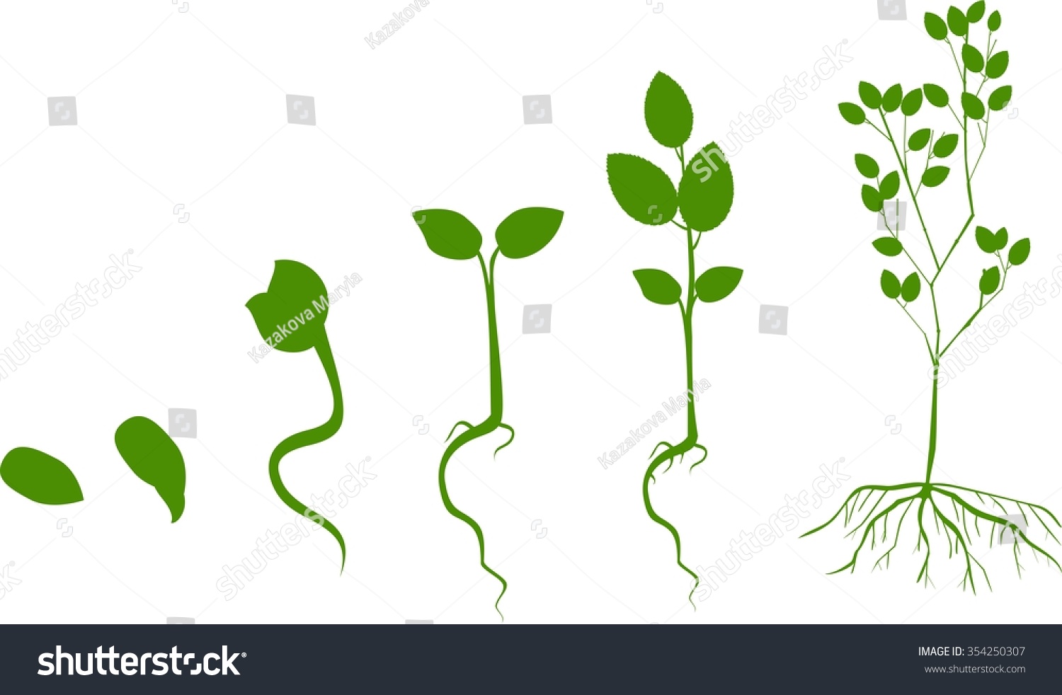 Tree Life Cycle Stock Vector (Royalty Free) 354250307
