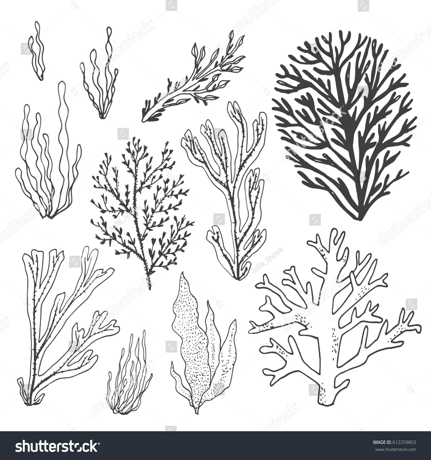 Trendy Summer Seaweed Design Outlined Vector Stock Vector 612259853 ...