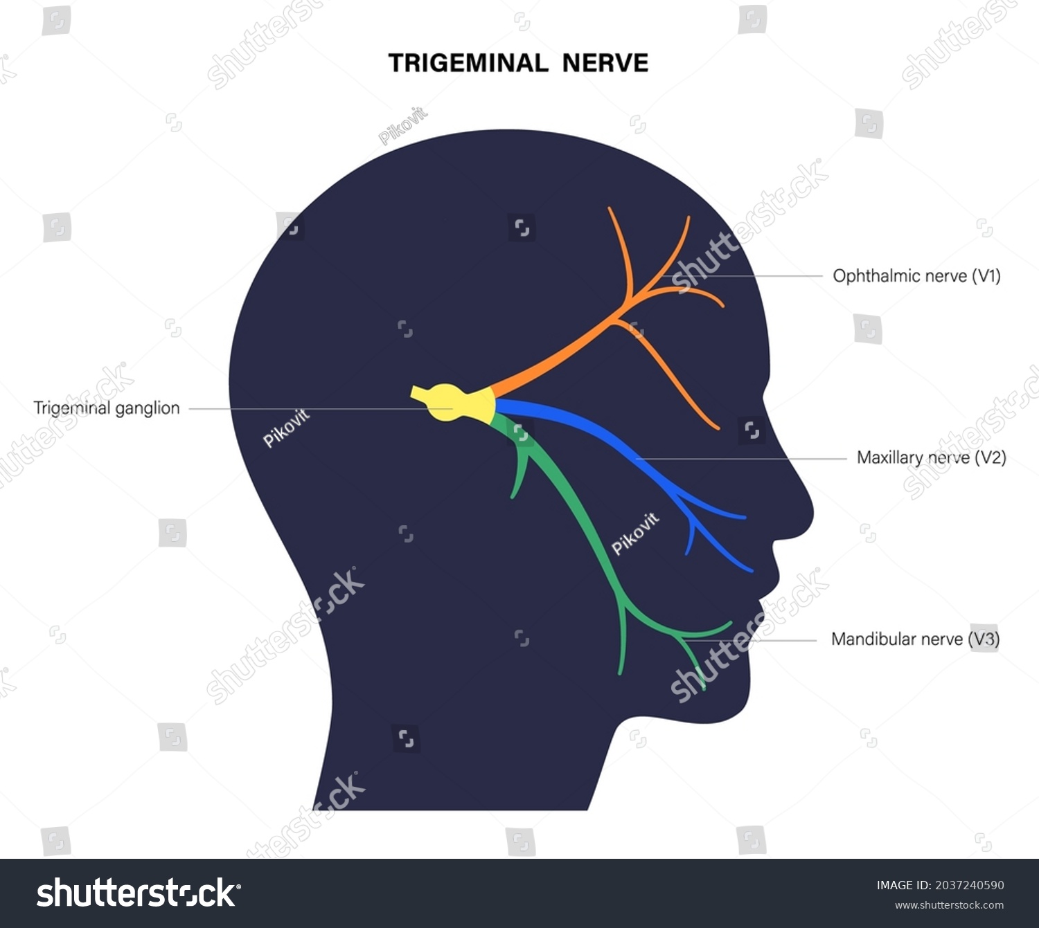 Stock vektor „Trigeminal Nerve Diagram Ganglion Ophthalmic Mandibular ... Stock vektor „Trigeminal Nerve Diagram Ganglion Ophthalmic Mandibular ...