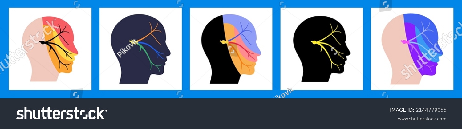 Trigeminal Nerve Diagram Ganglion Ophthalmic Mandibular: vetor stock ... Trigeminal Nerve Diagram Ganglion Ophthalmic Mandibular: vetor stock ...