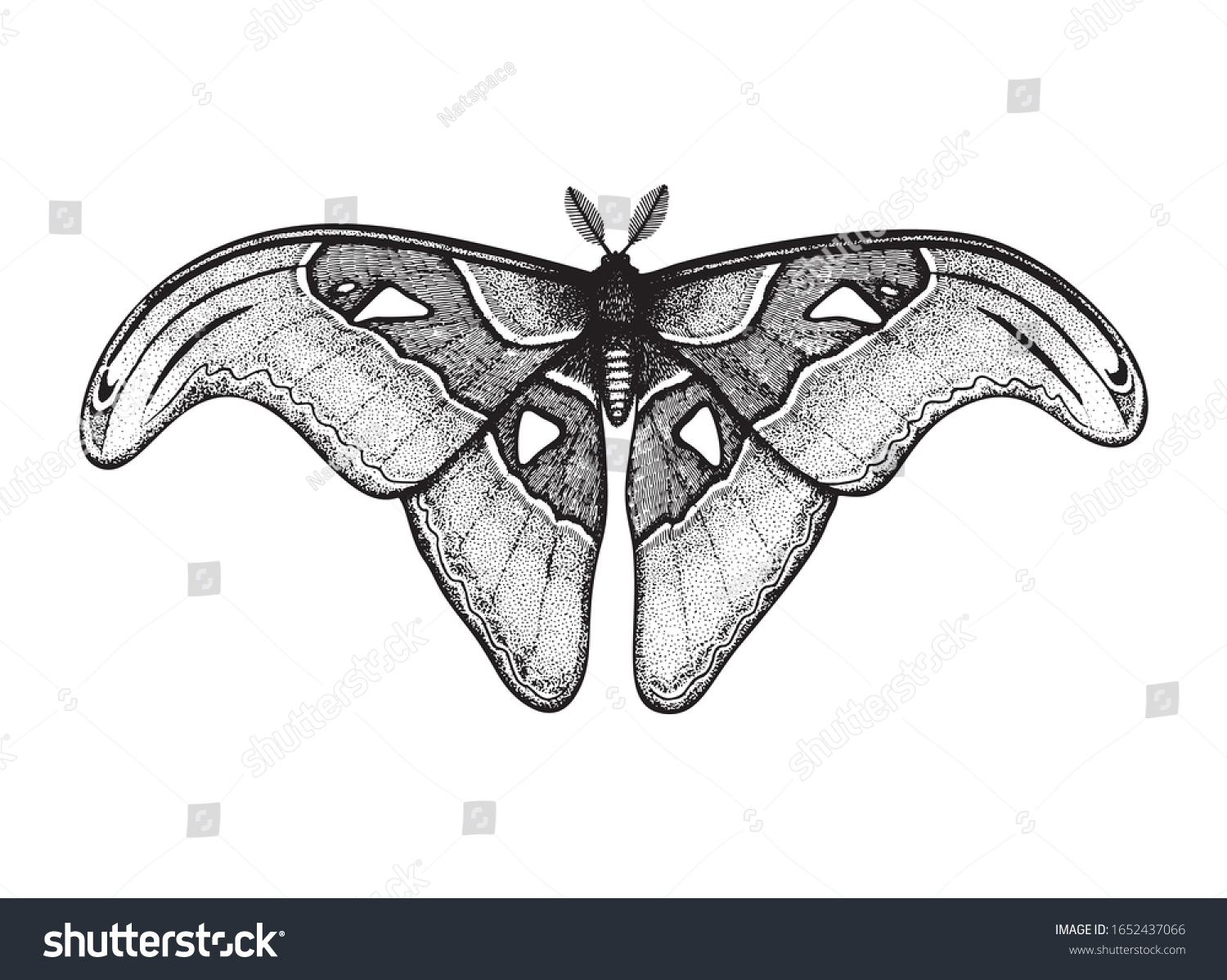 Tropical Butterfly Attacus Atlas Atlas Moth Stock Vector (Royalty Free ... Tropical Butterfly Attacus Atlas Atlas Moth Stock Vector (Royalty Free ...