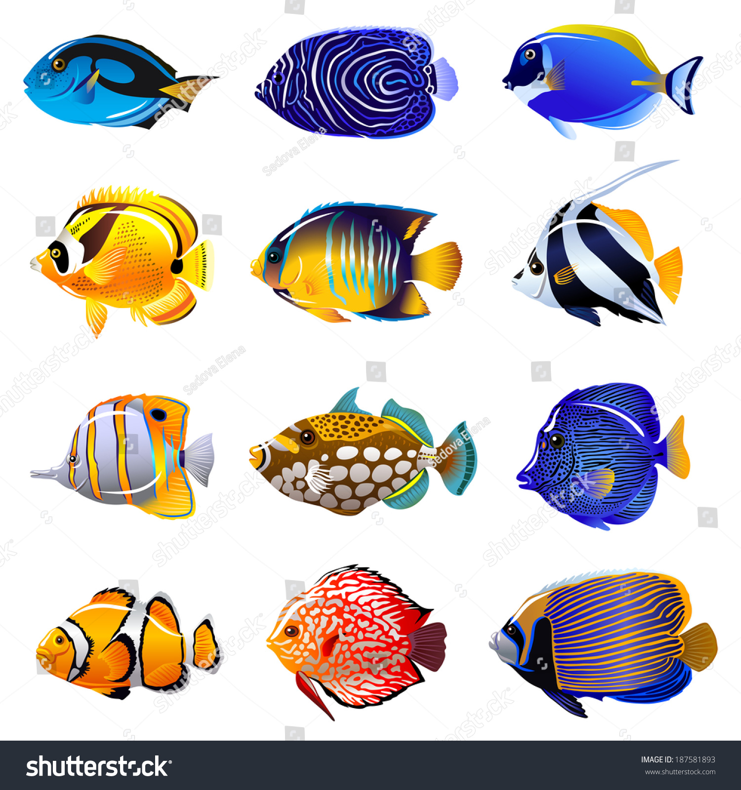Tropical Fish Stock Vector 187581893 - Shutterstock