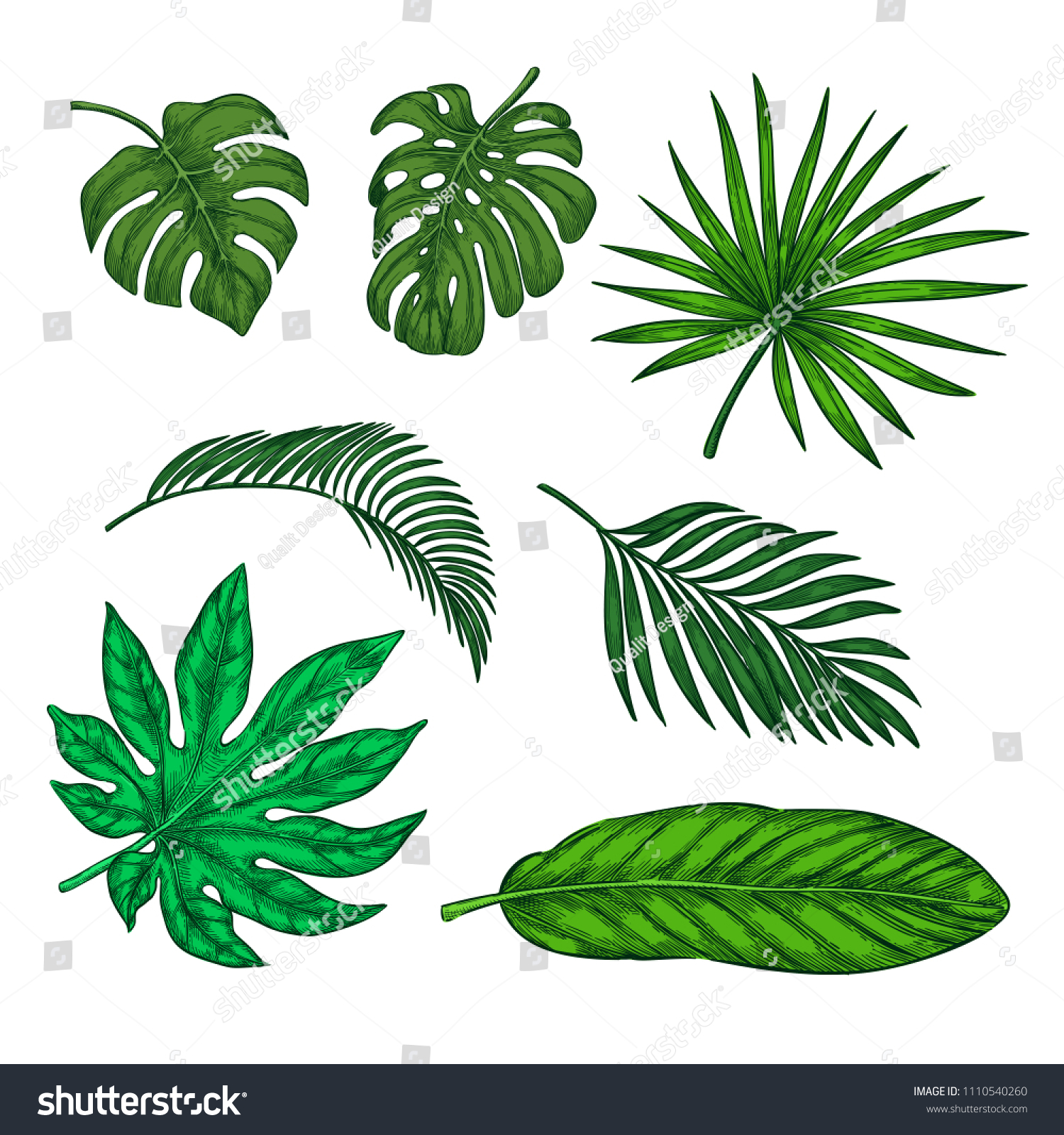 Tropical Green Palm Leaves Set Vector 库存矢量图(免版税)1110540260 | Shutterstock Tropical Green Palm Leaves Set Vector 库存矢量图(免版税)1110540260 | Shutterstock