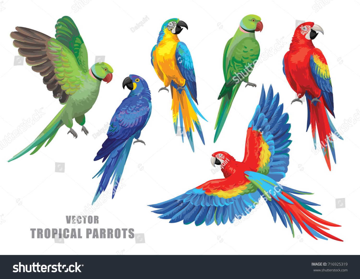 98,898 Tropical bird drawing Stock Illustrations, Images & Vectors ...
