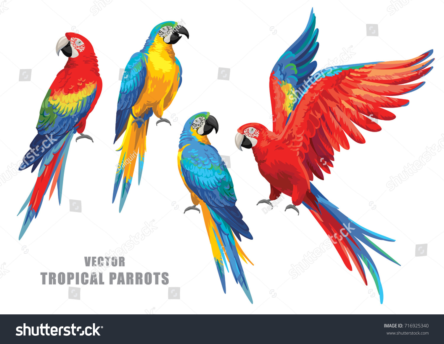 27,885 ilustraciones de Guacamaya - Ilustraciones, imágenes y vectores ...