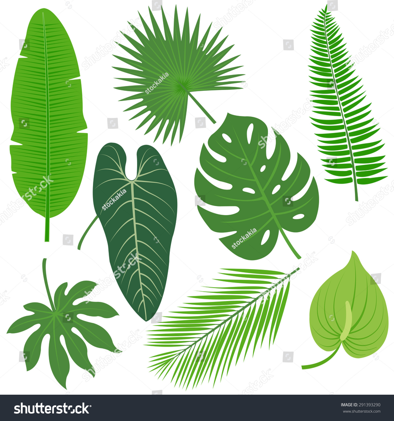 Tropical Plant Leaves Vector Collection Stock Vector (Royalty Free ...