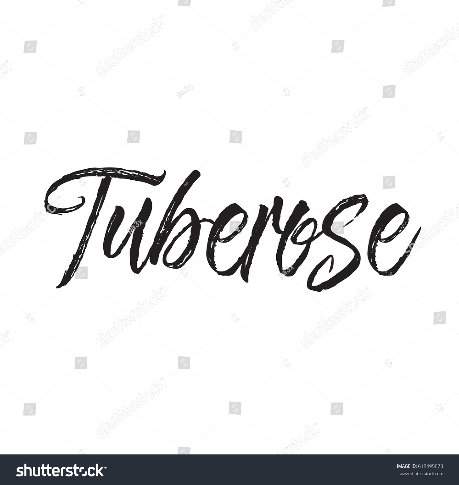 Tuberose Text Design Vector Calligraphy Typography Stock Vector ...