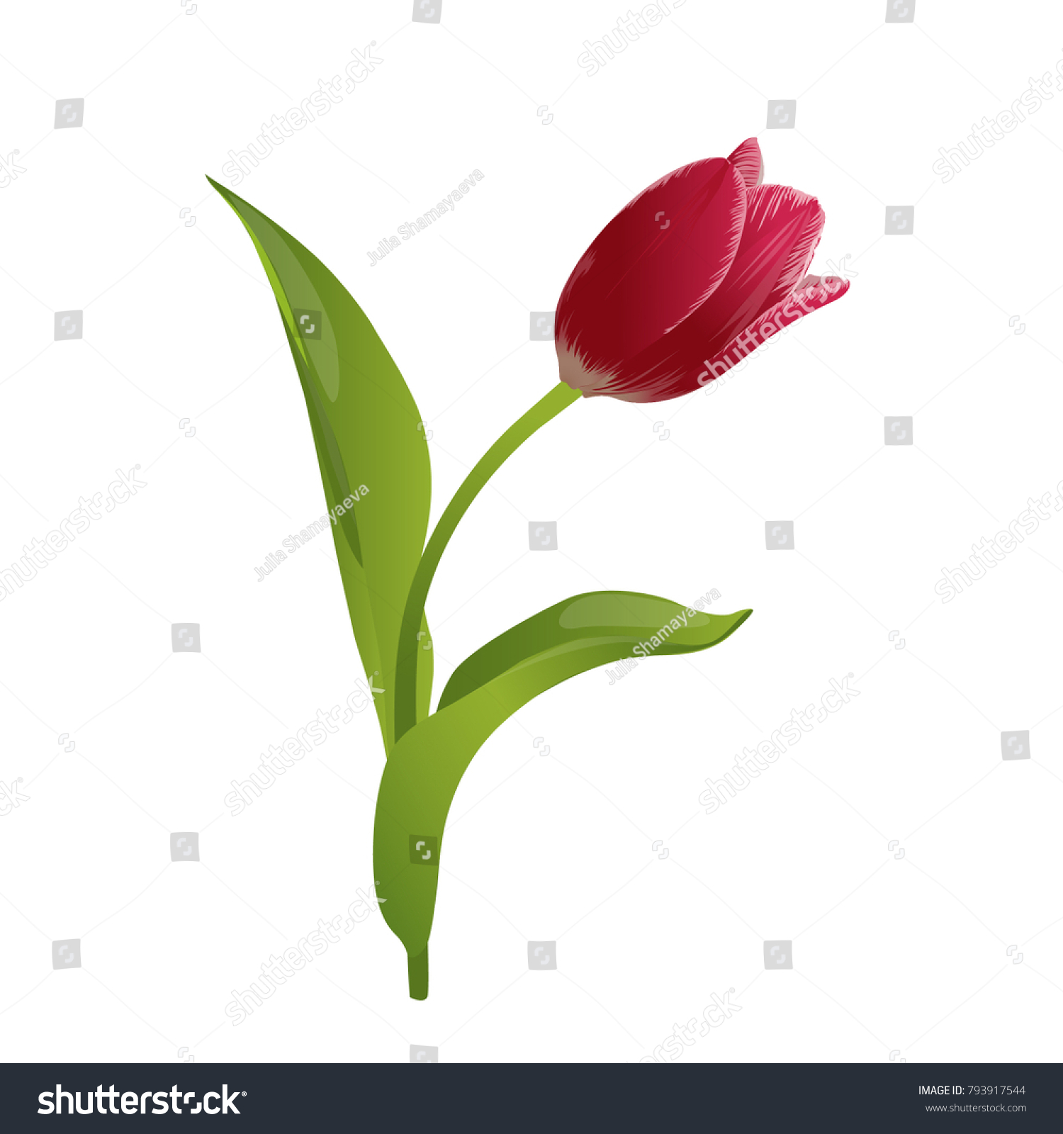Tulip Vector Illustration Stock Vector (Royalty Free) 793917544 ...