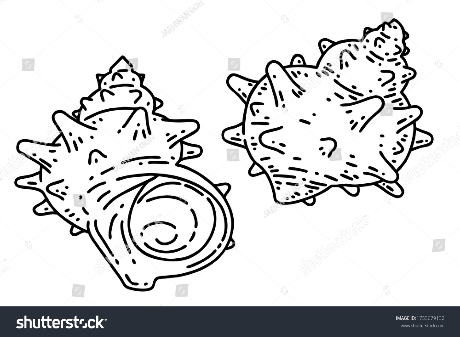 809 imágenes de Trumpet shell - Imágenes, fotos y vectores de stock ...