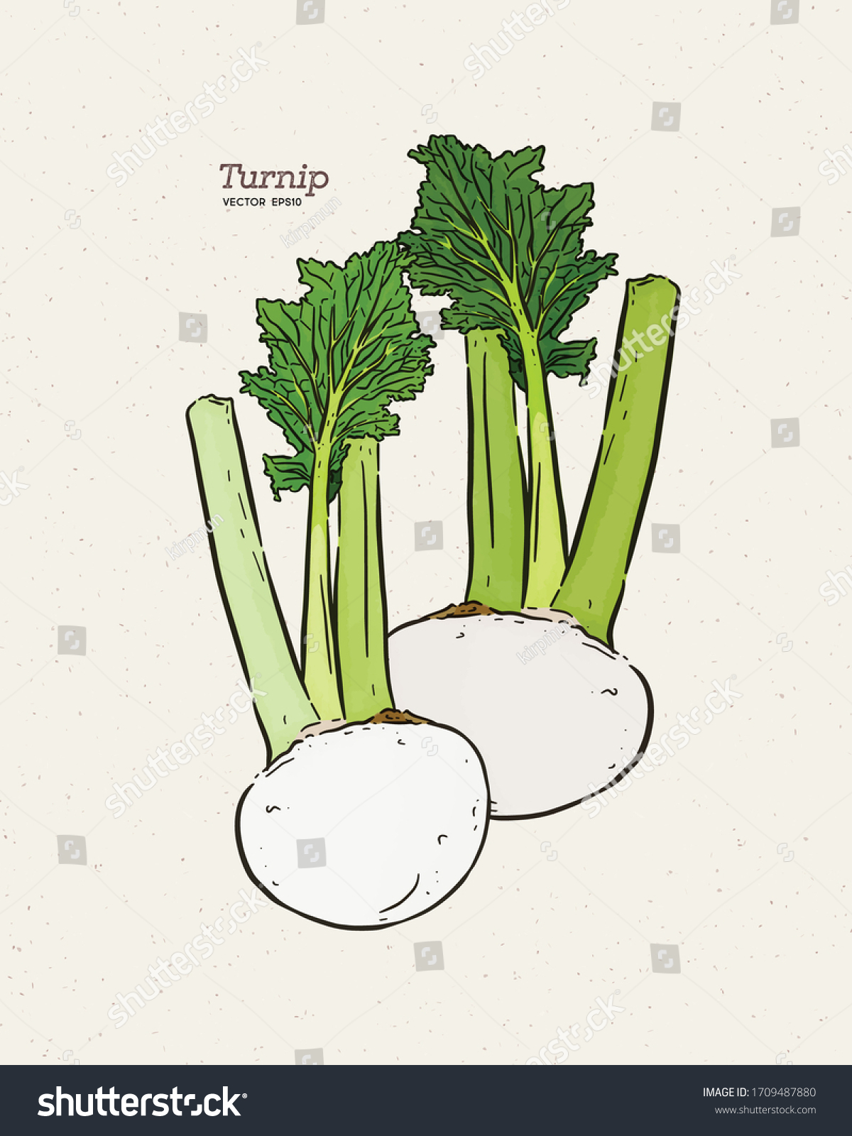Turnip Hand Draw Sketch Vector Stock Vector (Royalty Free) 1709487880 ...