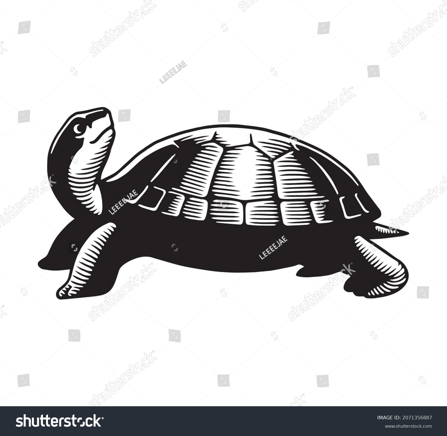 Turtle Looking Back Hand Drawn Illustration Stock Vector (Royalty Free ...