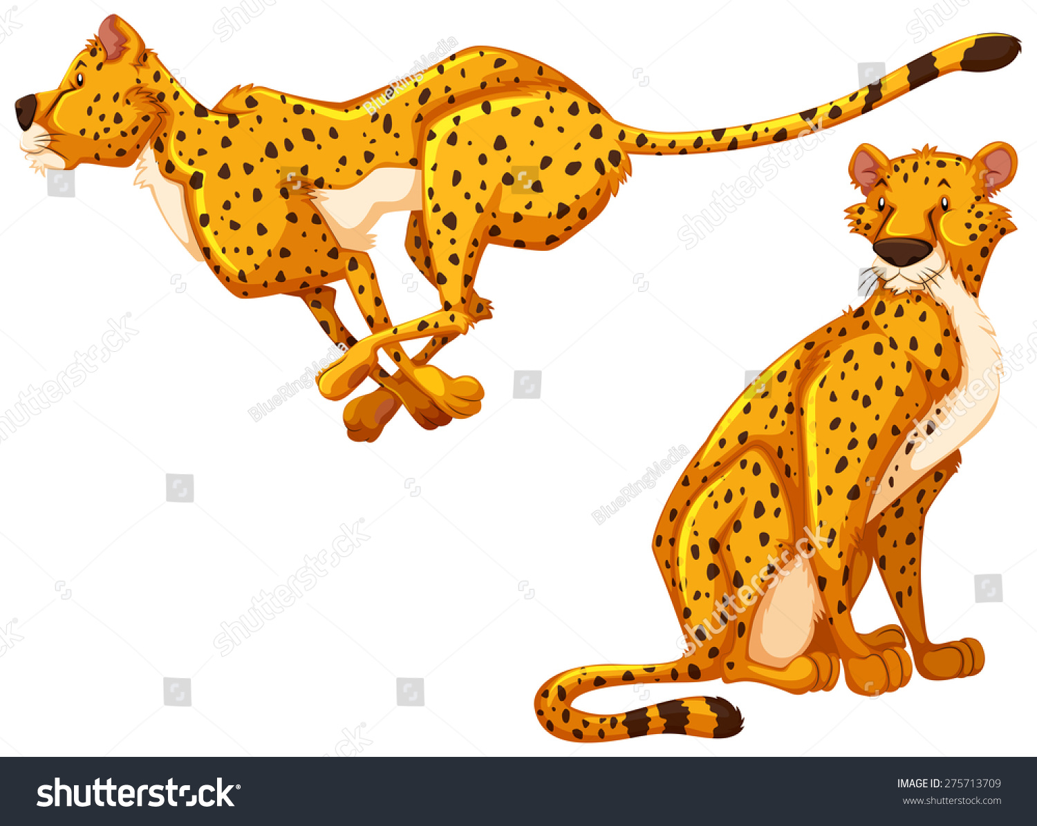 Two Cheetah On White Background: เวกเตอร์สต็อก (ปลอดค่าลิขสิทธิ์ ...