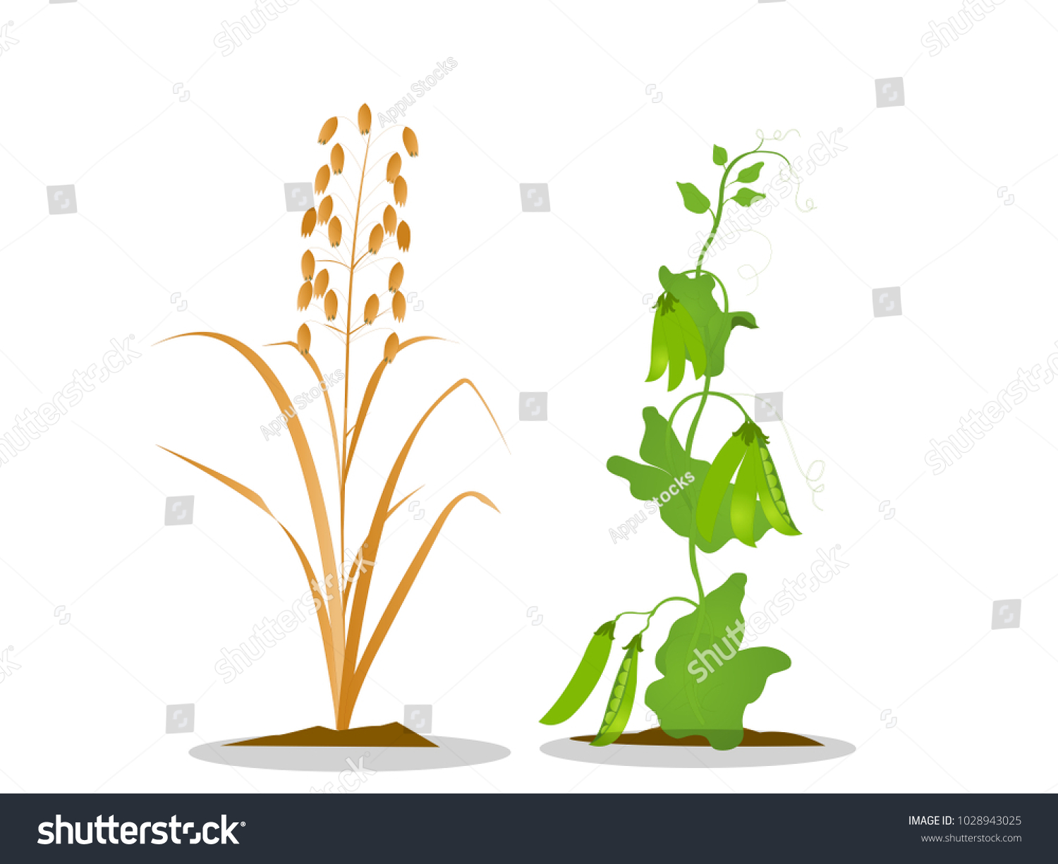Two Different Plants Cartoon Vector Image Stock Vector (Royalty Free ...