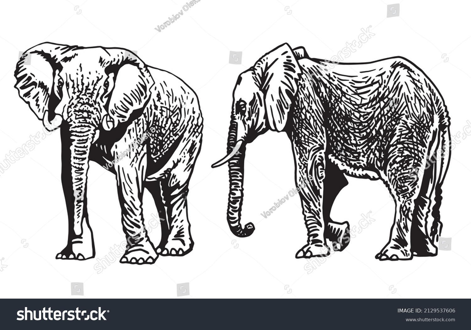 Two Graphical Elephants On White Backgroundvector Stock Vector (Royalty ...