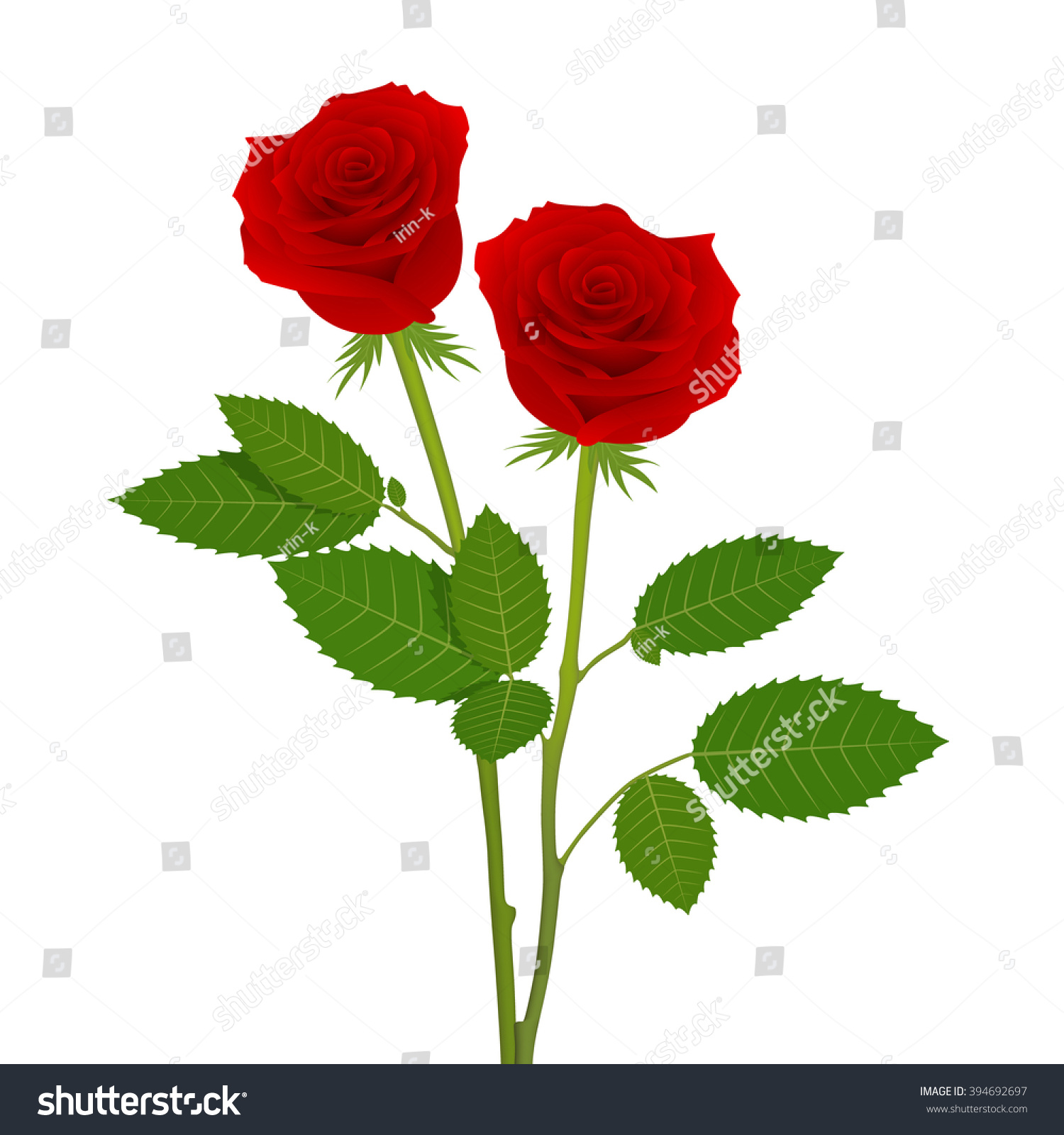 Two Red Rose Isolated On White Stock Vector (Royalty Free) 394692697 ...
