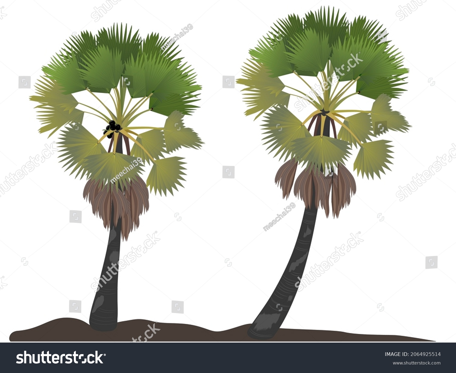 Two Sugar Palm Tree Isolated On: vetor stock (livre de direitos) 2064925514