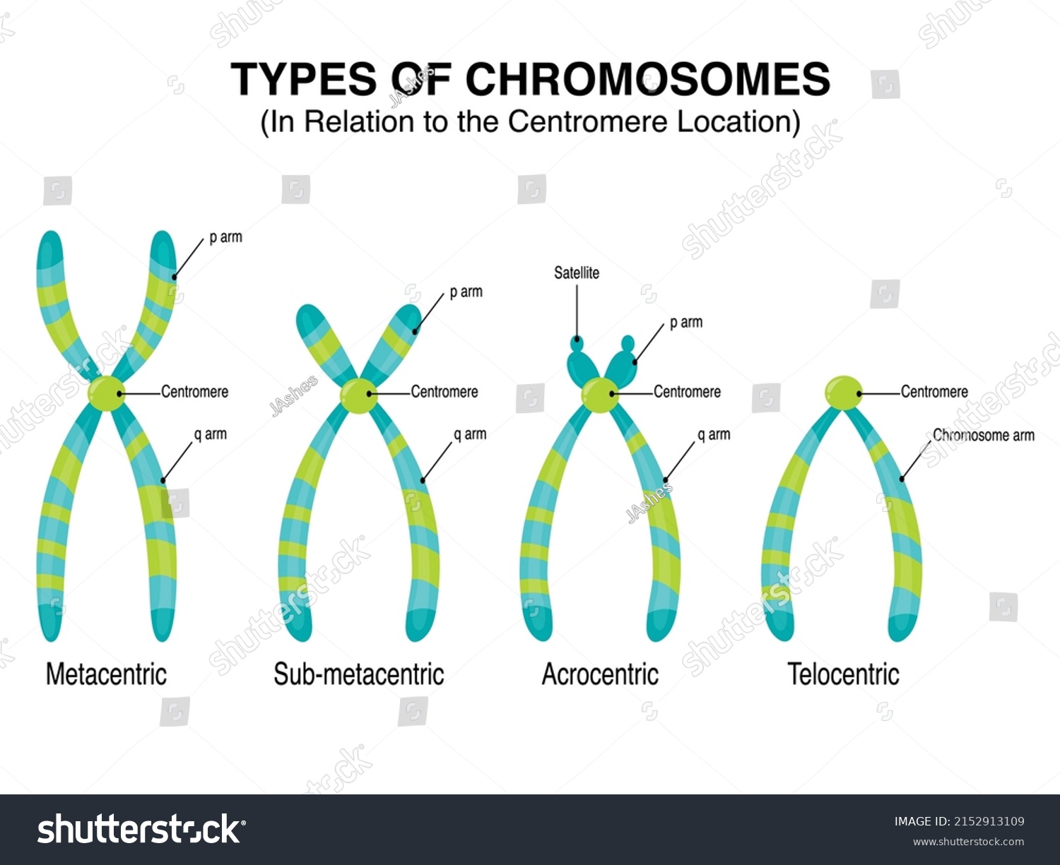 Types Chromosomes Relation Centromere Location Stock Vector (Royalty ... Types Chromosomes Relation Centromere Location Stock Vector (Royalty ...