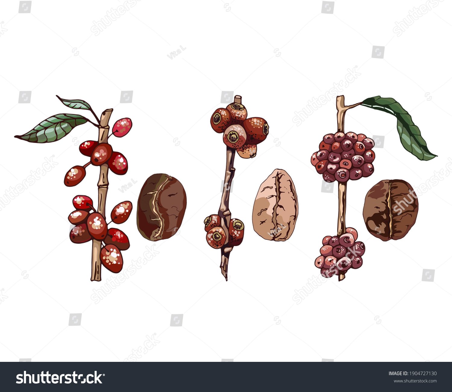 Types Coffee Varieties Grains Plant Colorful Stock Vector Royalty Free 1904727130