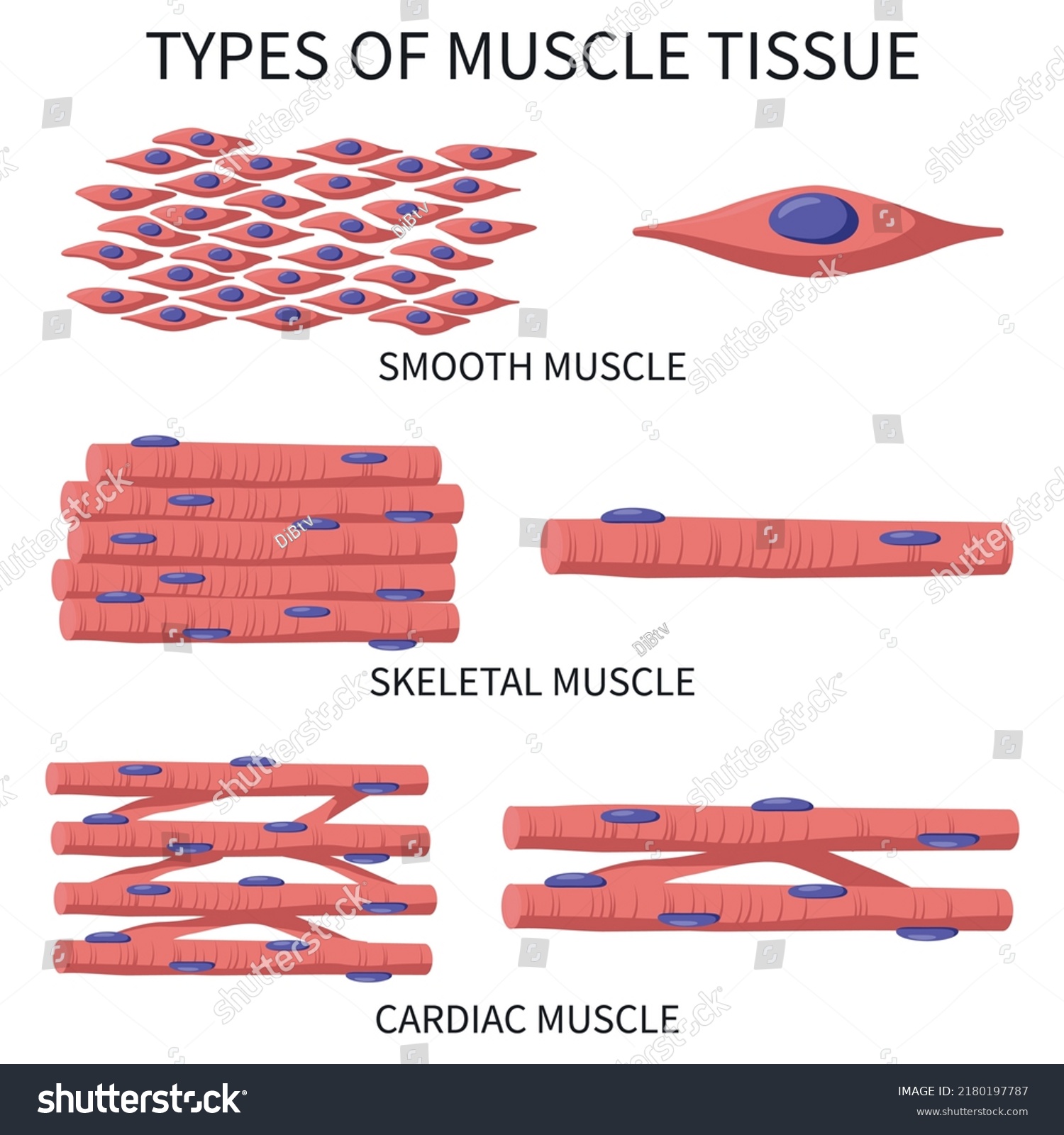 Types Muscle Tissue Medical Vector Illustration Stock Vector (Royalty ... Types Muscle Tissue Medical Vector Illustration Stock Vector (Royalty ...