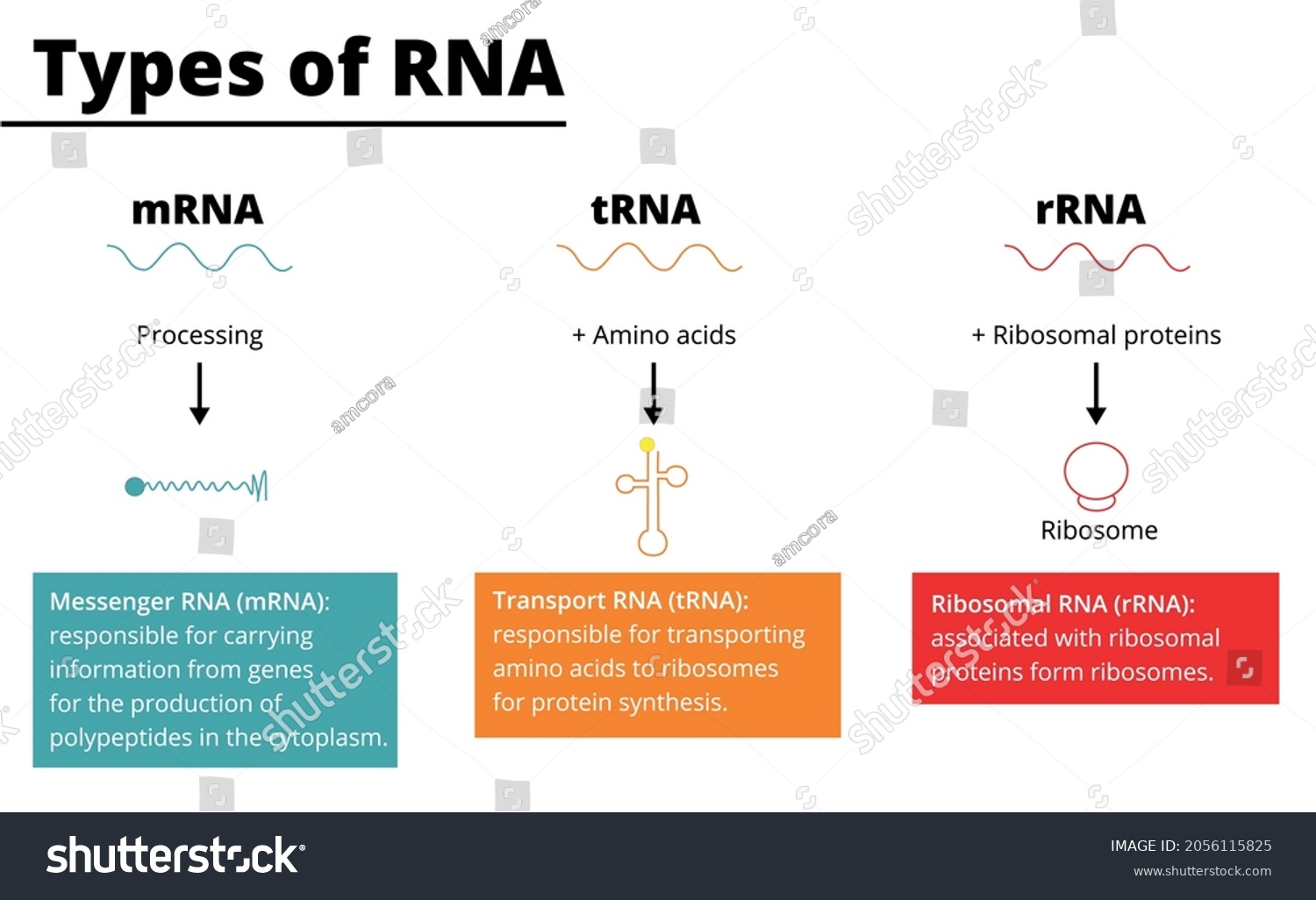 Types Rna Messenger Rna Mrna Transport 库存矢量图(免版税)2056115825