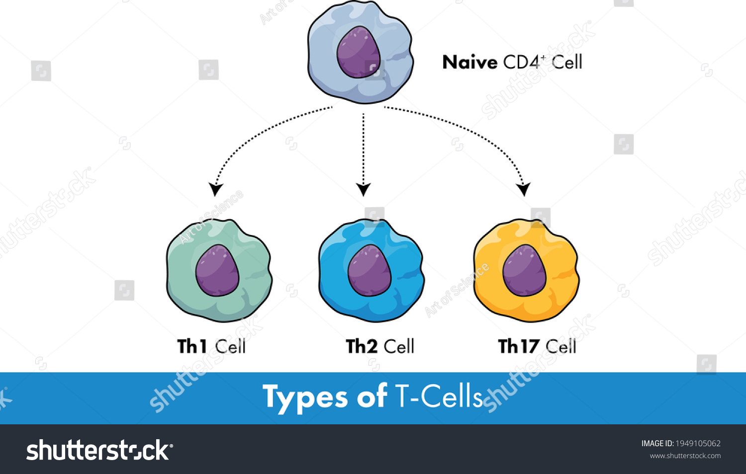Types T Lymphocytes Vector Illustration Stock Vector Royalty Free 1949105062
