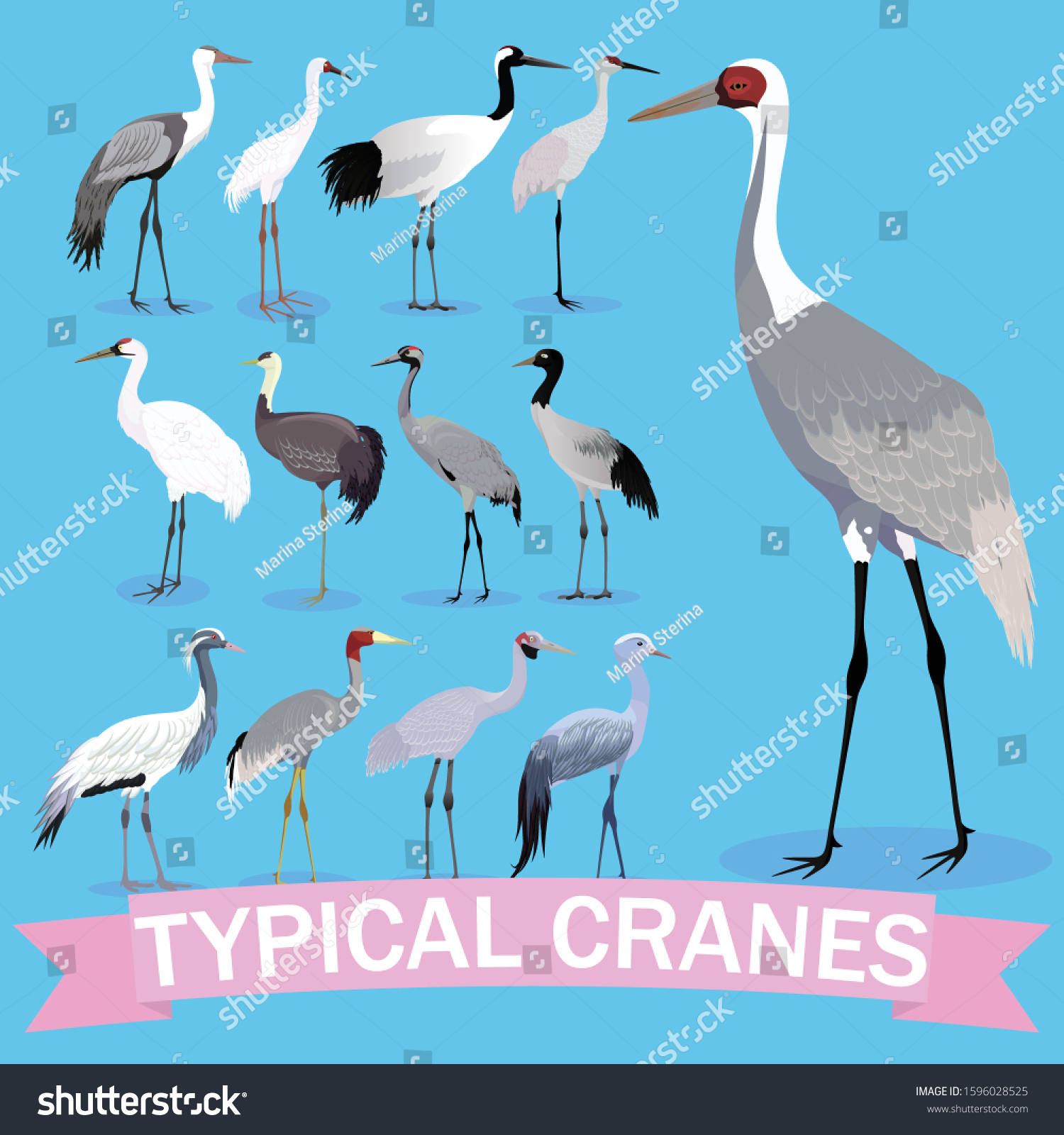 Typical Cranes Set Cartoon Vector Illustration Stock Vector (Royalty ...