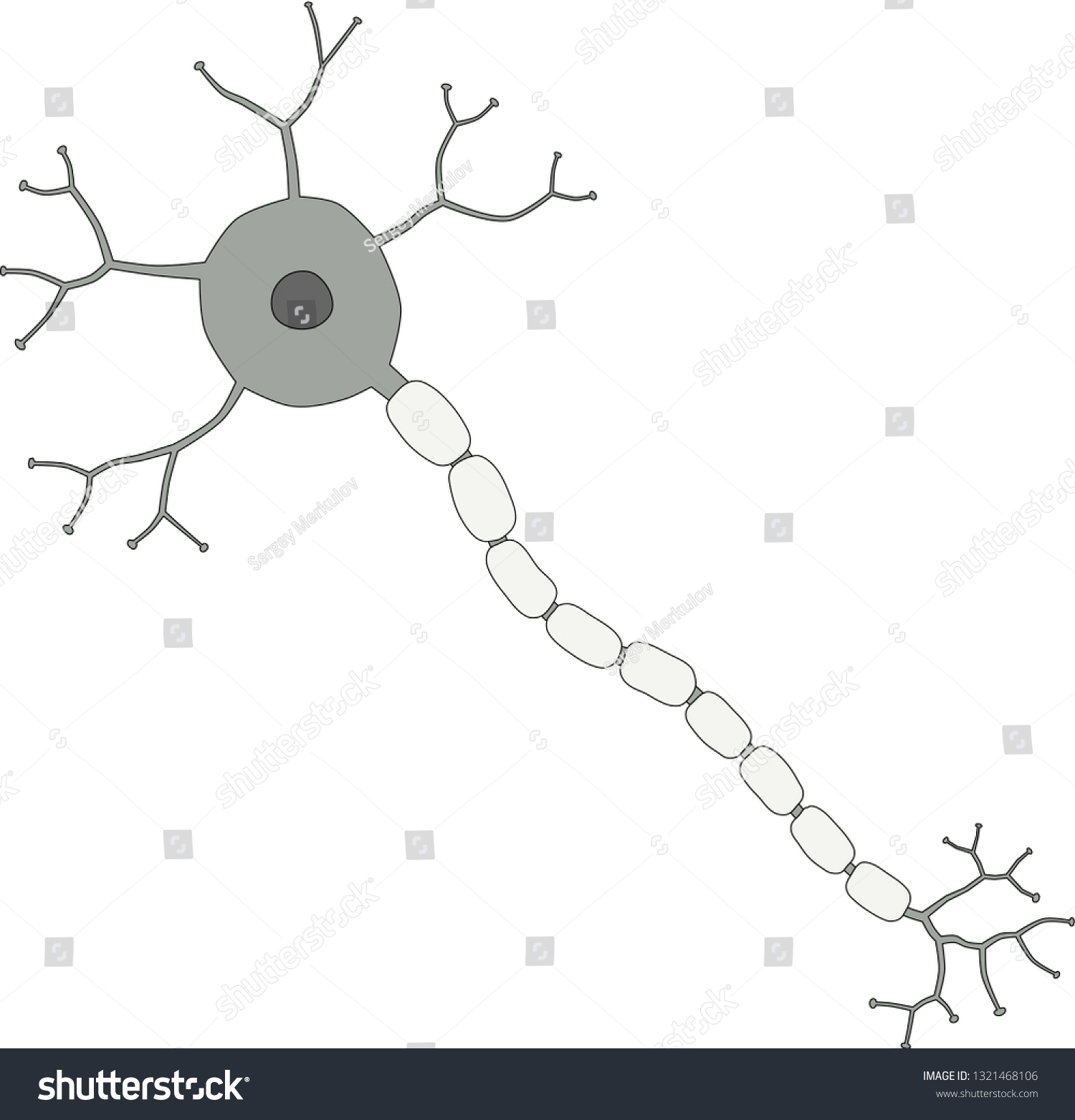 Typical Nerve Cell Stock Vector (Royalty Free) 1321468106 | Shutterstock