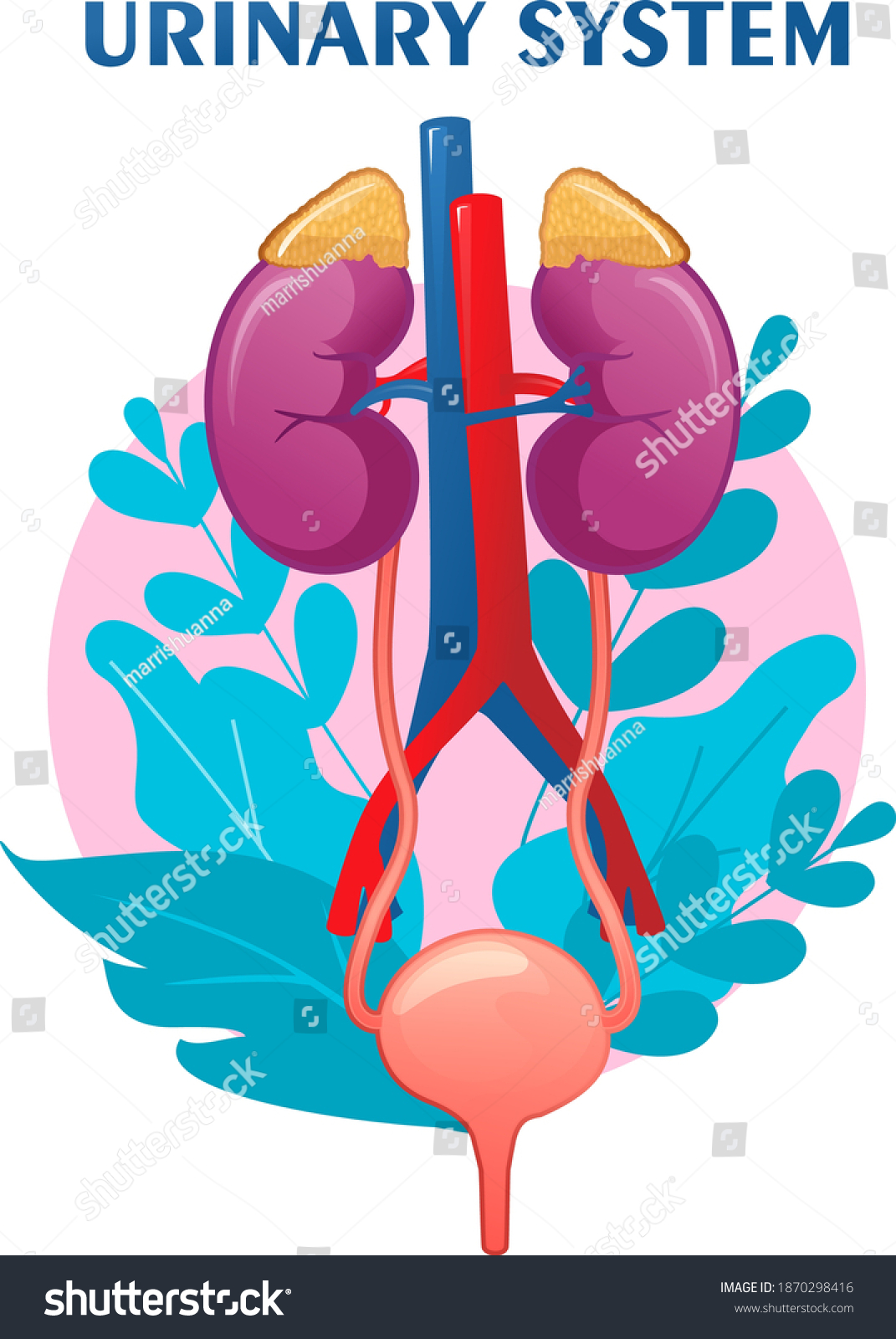 Vektor Stok Urinary System Schematic Illustration Internal Organs ...