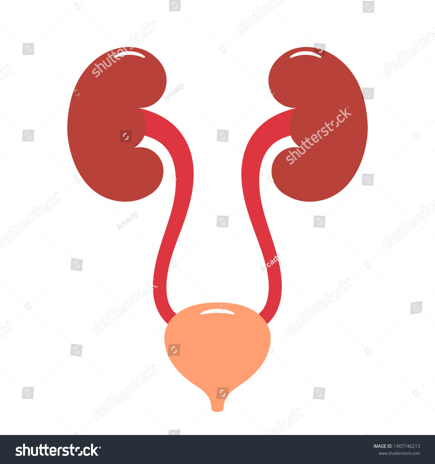 Urinary Tract Vector Illustration Isolated On: เวกเตอร์สต็อก (ปลอดค่า ... Urinary Tract Vector Illustration Isolated On: เวกเตอร์สต็อก (ปลอดค่า ...