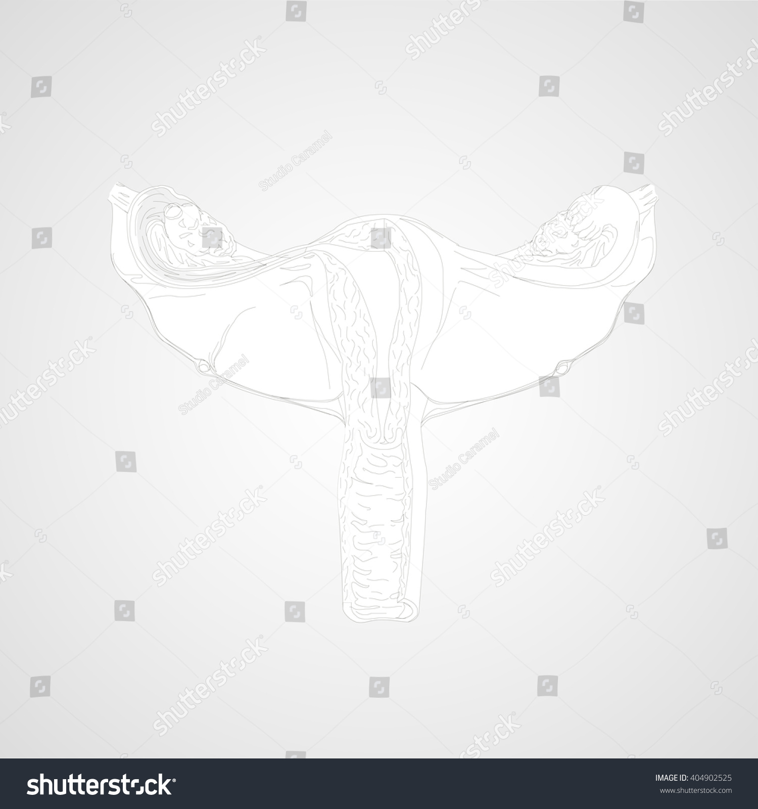 Uterus Ovaries Organs Female Reproductive System เวกเตอร์สต็อก ปลอด