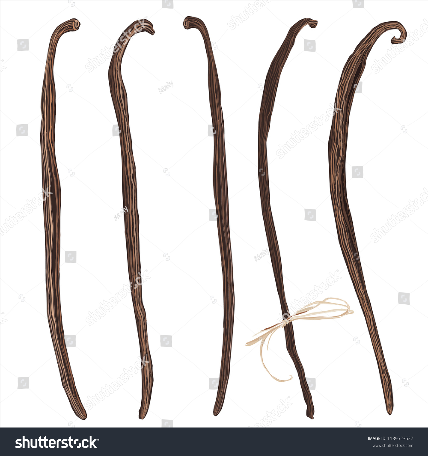 Vanilla Pods Vector Illustration Stock Vector (Royalty Free) 1139523527