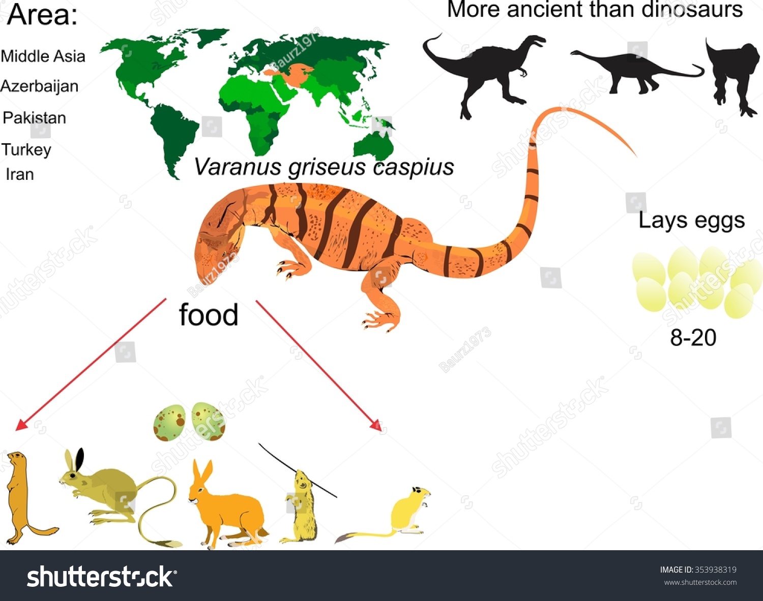 Life Cycle Of A Lizard