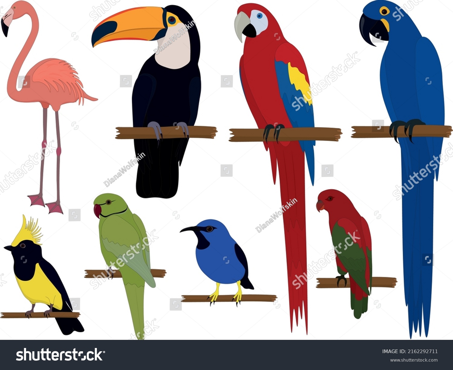 Varicoloured Exotic Tropical Birds Collection Vector Stock Vector ... Varicoloured Exotic Tropical Birds Collection Vector Stock Vector ...