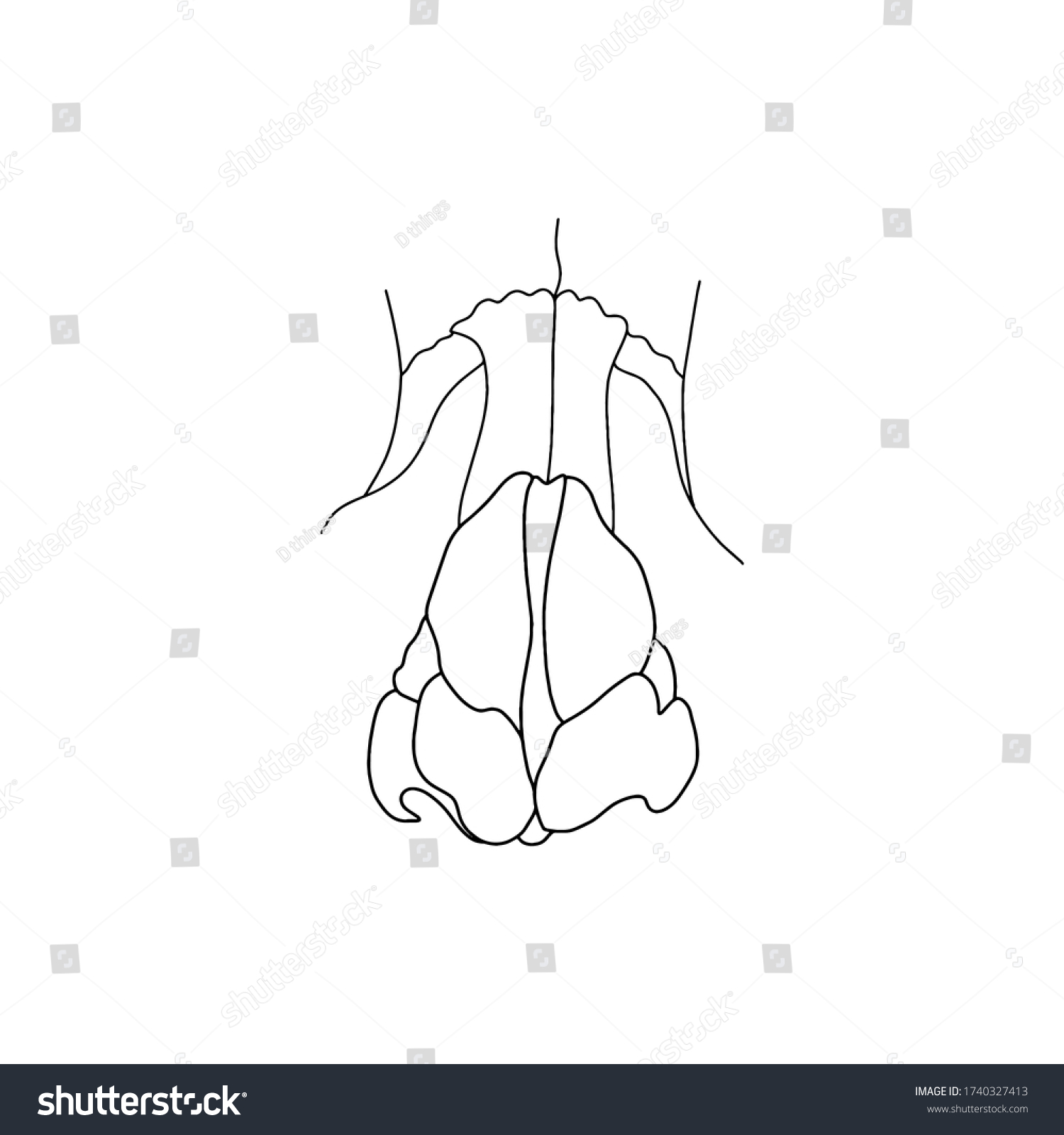 Vector Anatomical Nasal Bones Realistic Outline Stock Vector (Royalty ...