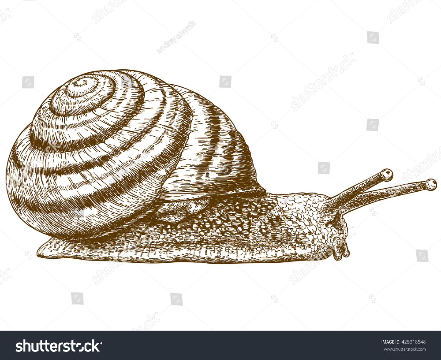 Vector Antique Engraving Illustration Snail Isolated Stock Vector