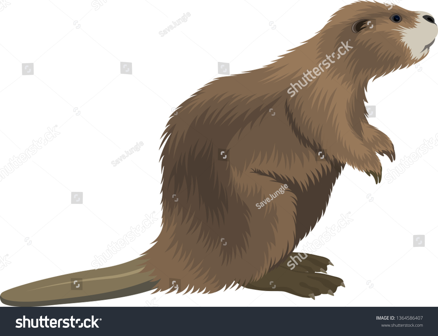 37 Nutria ukraine Images, Stock Photos & Vectors | Shutterstock
