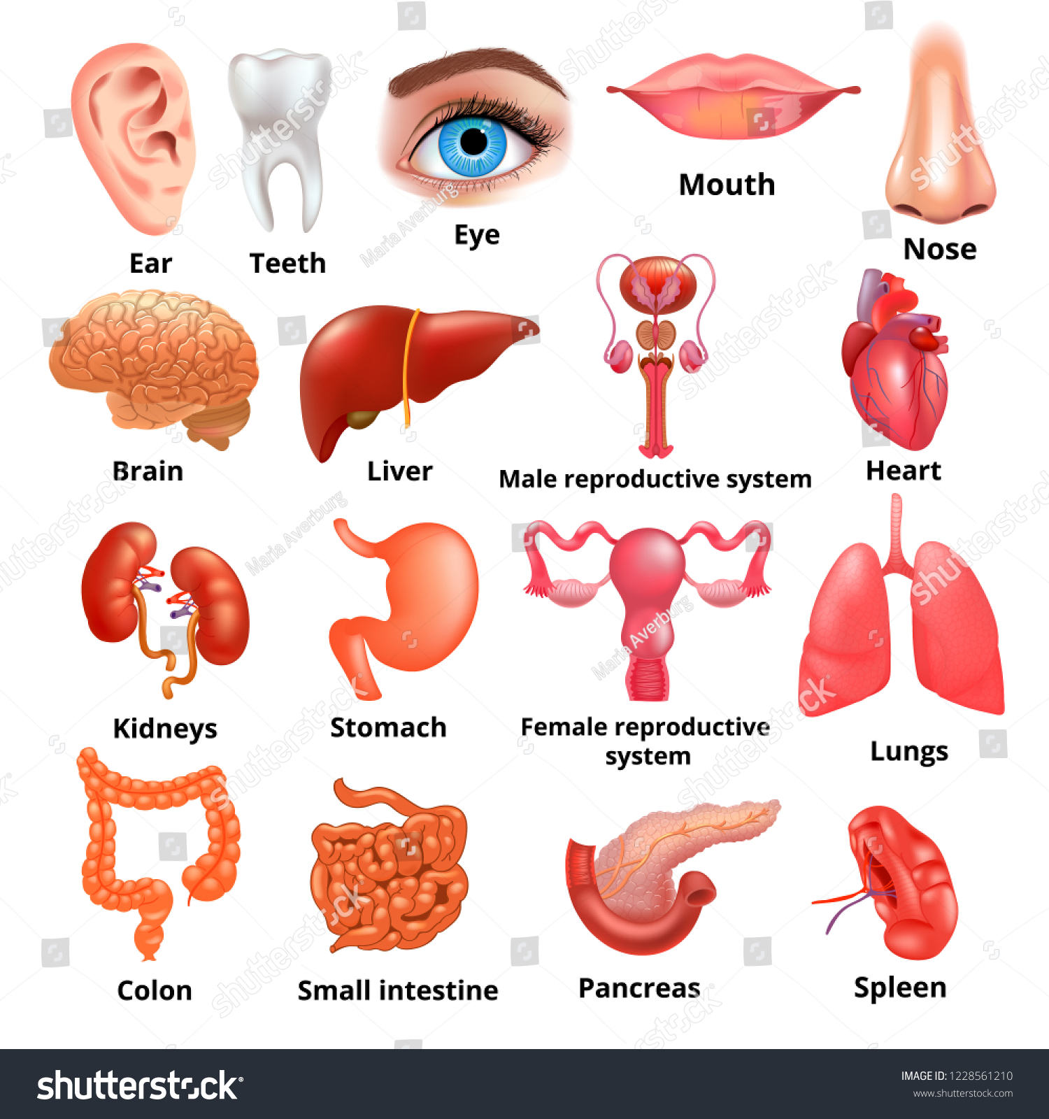 Vector Big Internal Organs Realistic Icon Stock Vector (Royalty Free ...