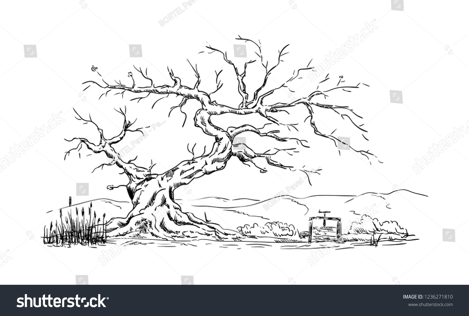 Vector Big Old Tree Isolated On Stock Vector (Royalty Free) 1236271810