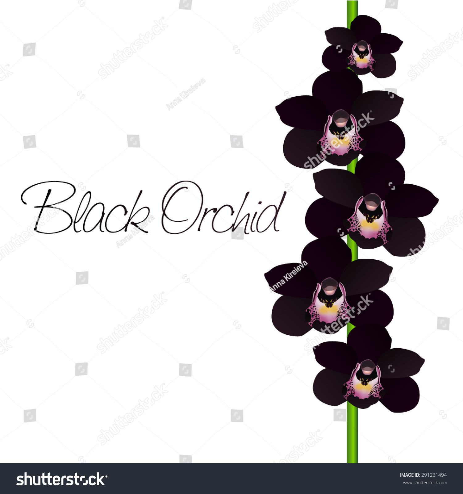 Vector Black Orchid Stock Vector (Royalty Free) 291231494 | Shutterstock