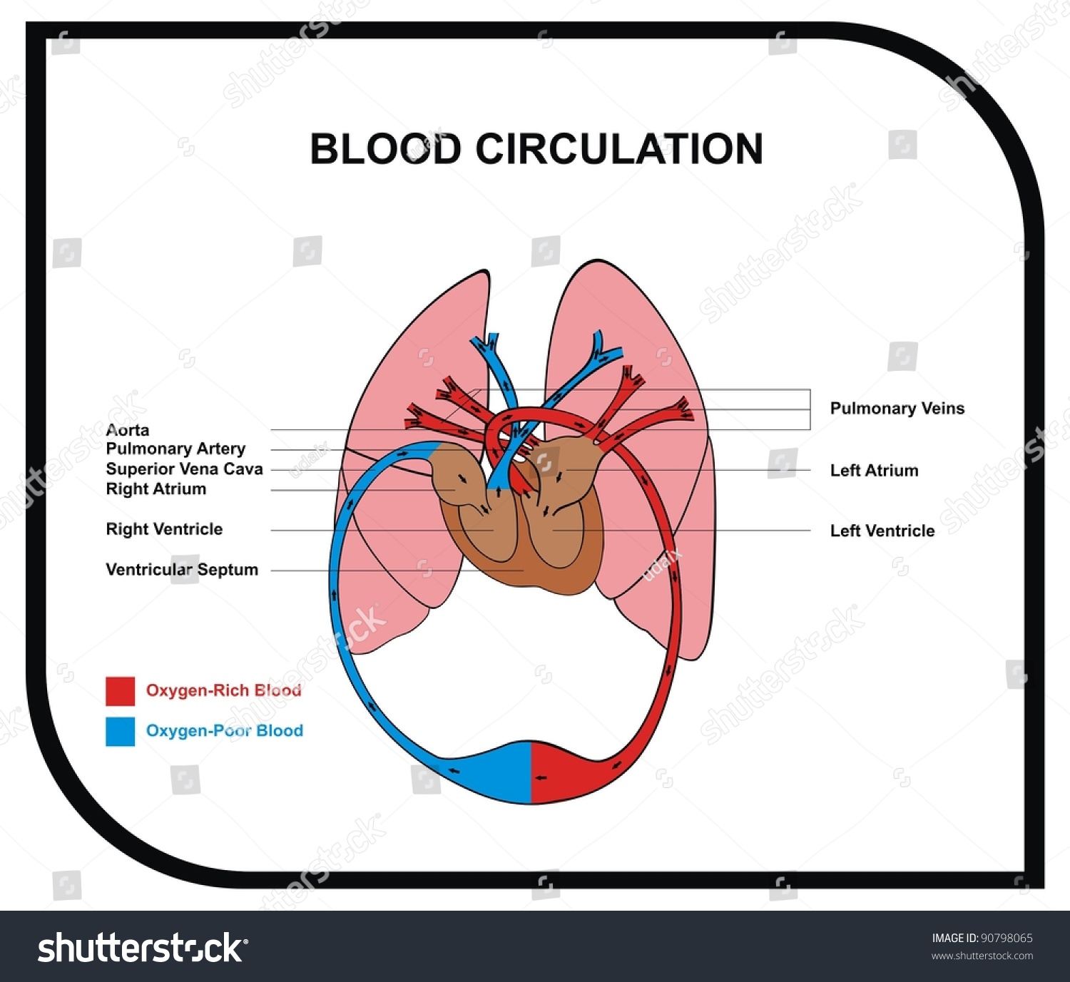 Vector - Blood Circulation (Human Body) - 90798065 : Shutterstock