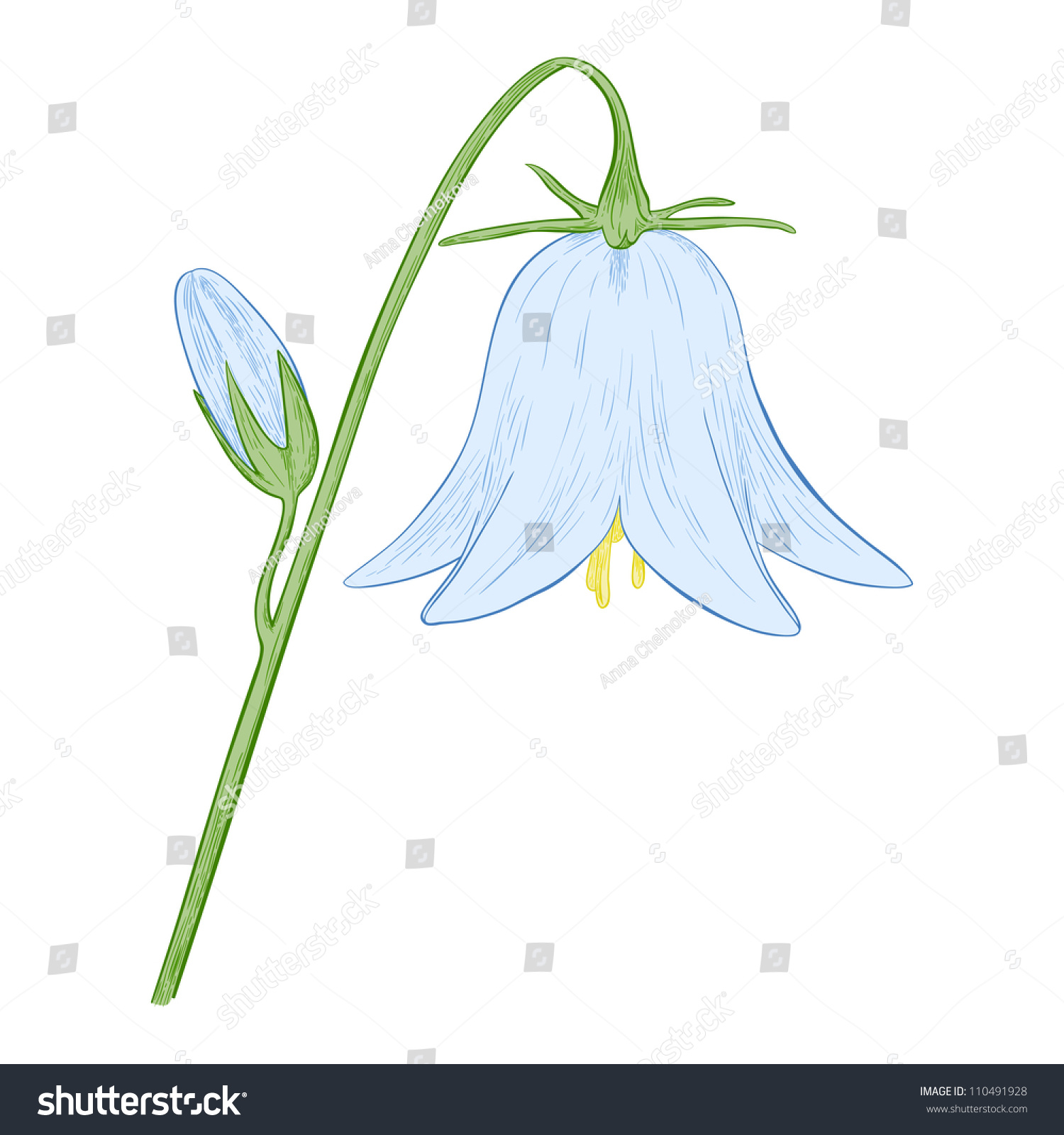 Vector Blue Bellflower Isolated On White Stock Vector (Royalty Free ...