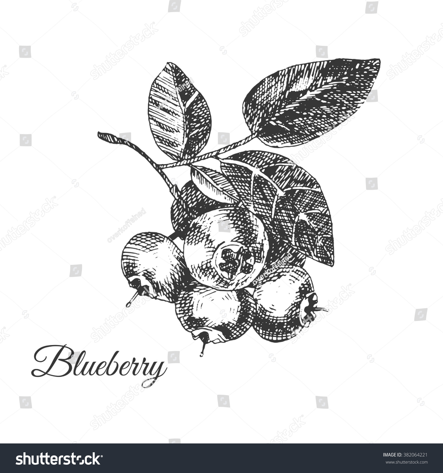 Vector Blueberry Sketch Drawing: vector de stock (libre de regalías ...