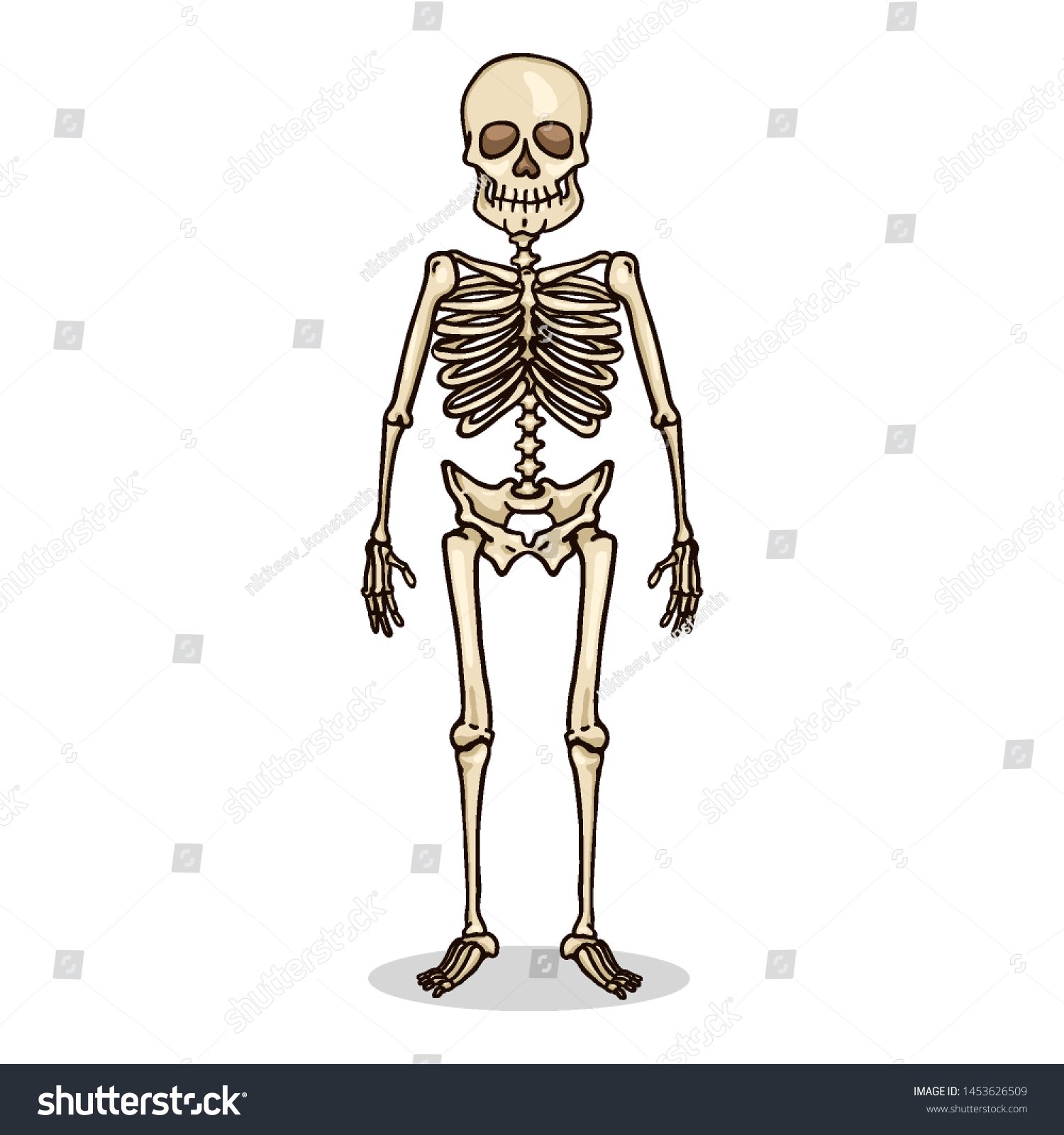 Vector Cartoon Character Human Skeleton Stock Vector (Royalty Free ...