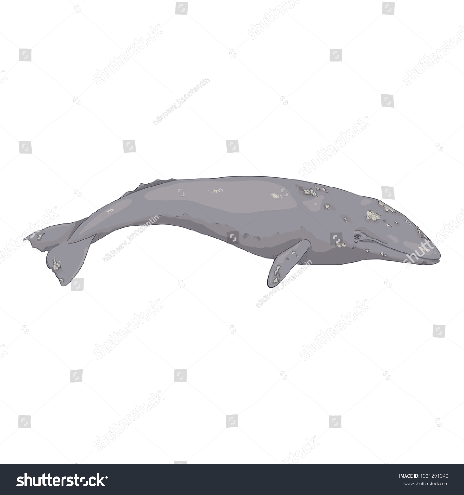Vector Cartoon Gray Whale On White Stock Vector (Royalty Free ...