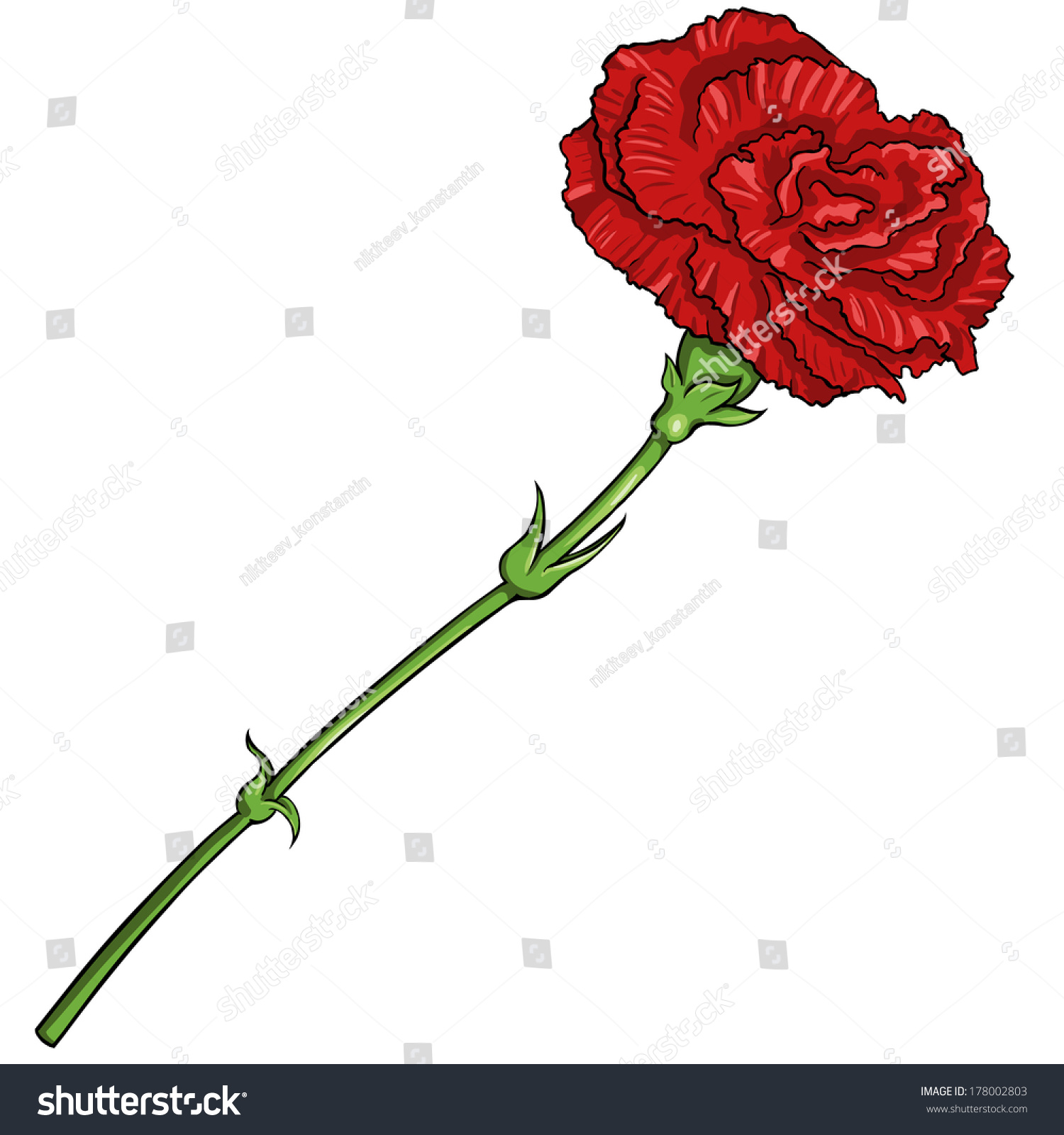 Vector Cartoon Isolated Illustration Red Carnation Stock Vector ...