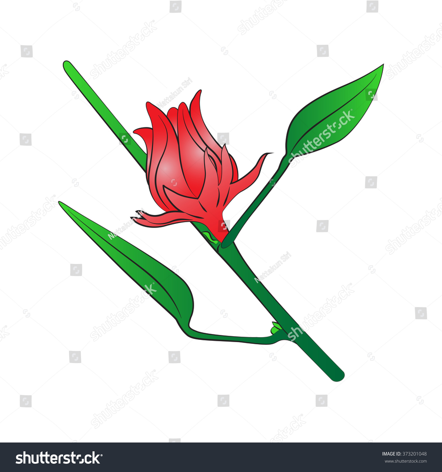 Vector Cartoon Roselle On White Background: vector de stock (libre de ...