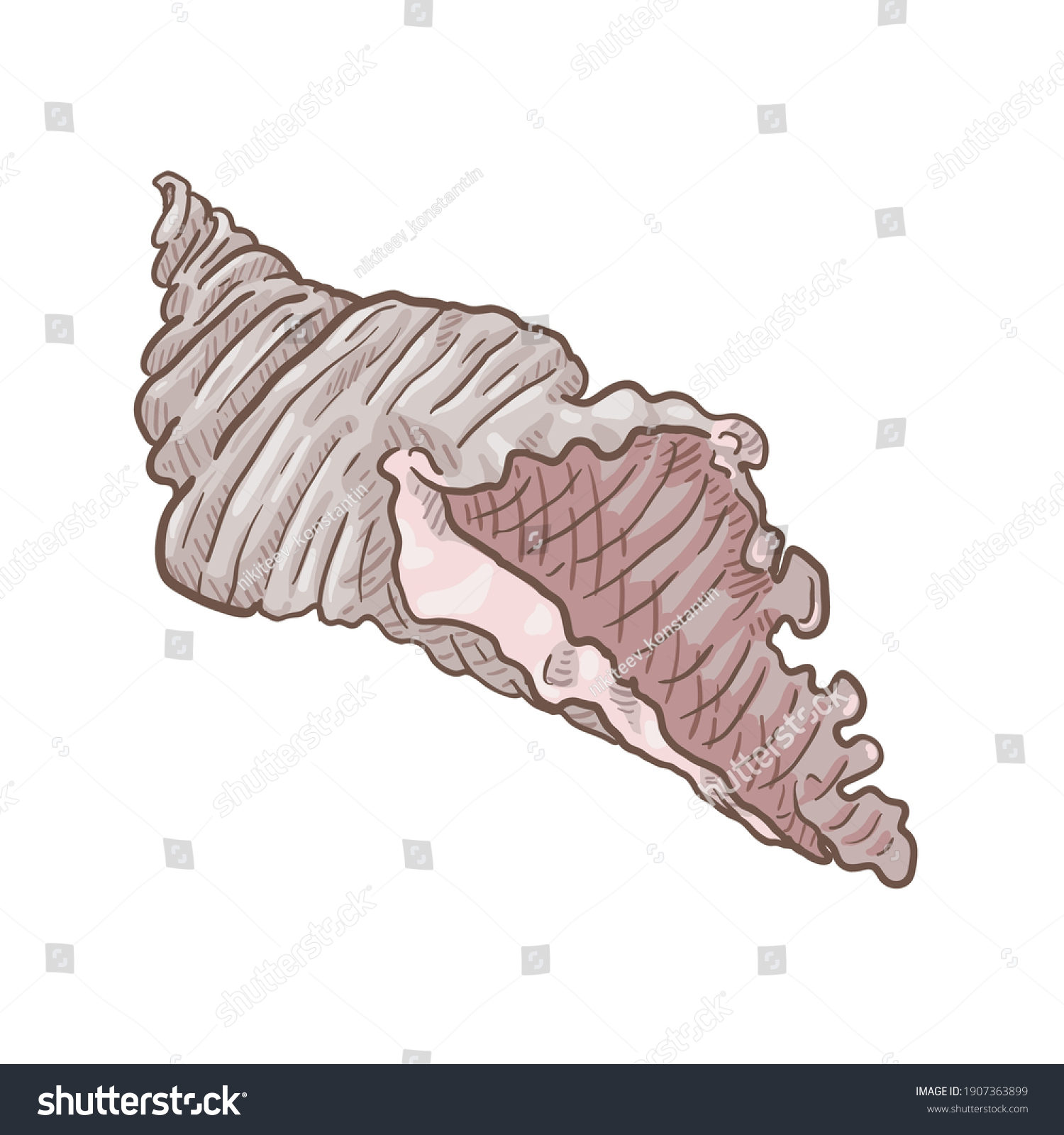 Vector Cartoon Seashell On White Background Stock Vector (Royalty Free ...